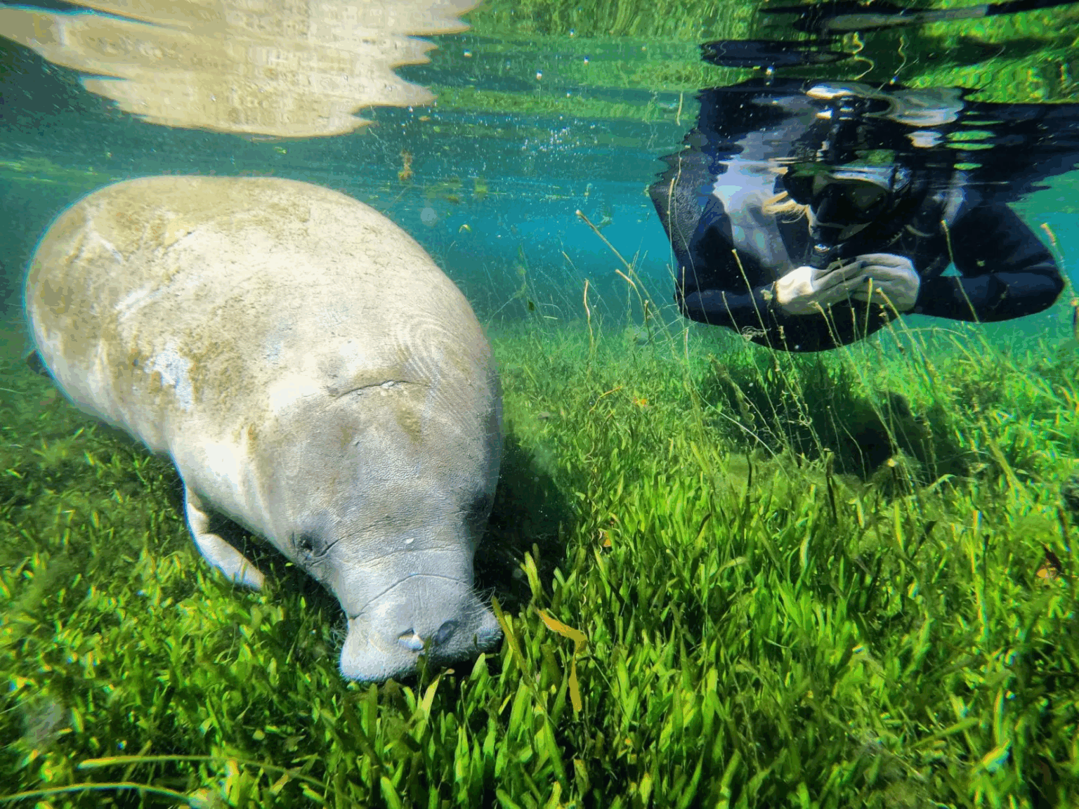 Where to See Manatees This Fall in South Florida — gqmgmt.co